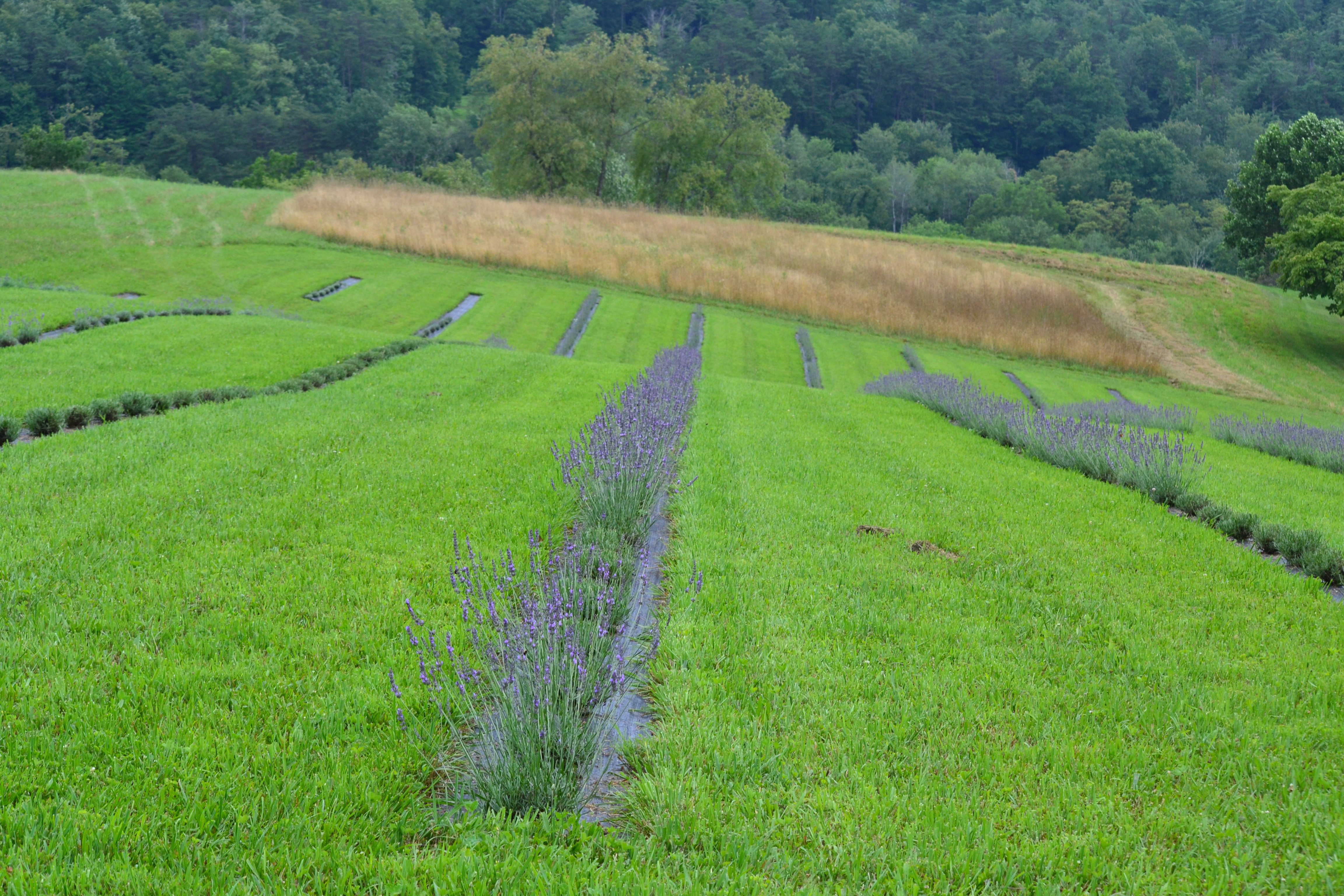 Photo Gallery – Plum Run Lavender Farm