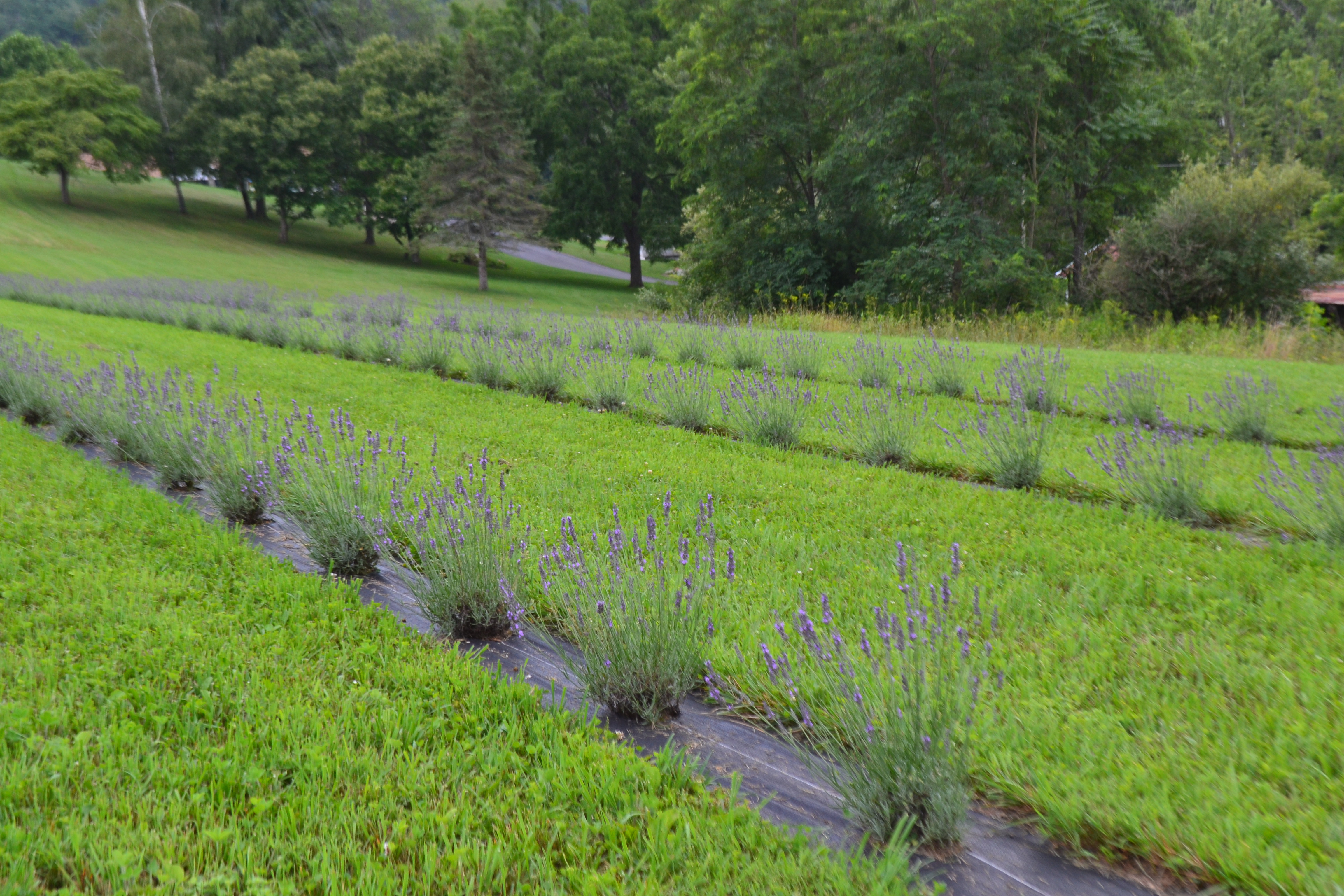 Photo Gallery – Plum Run Lavender Farm