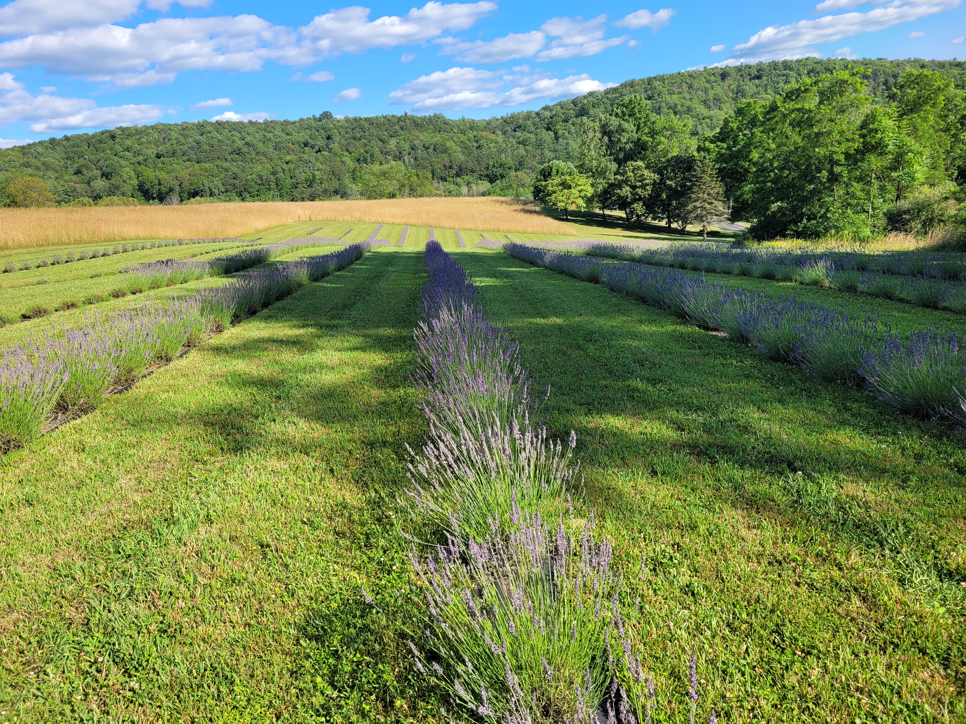 Plum Run Lavender Farm – Plum Run Lavender Farm is located near Lock ...
